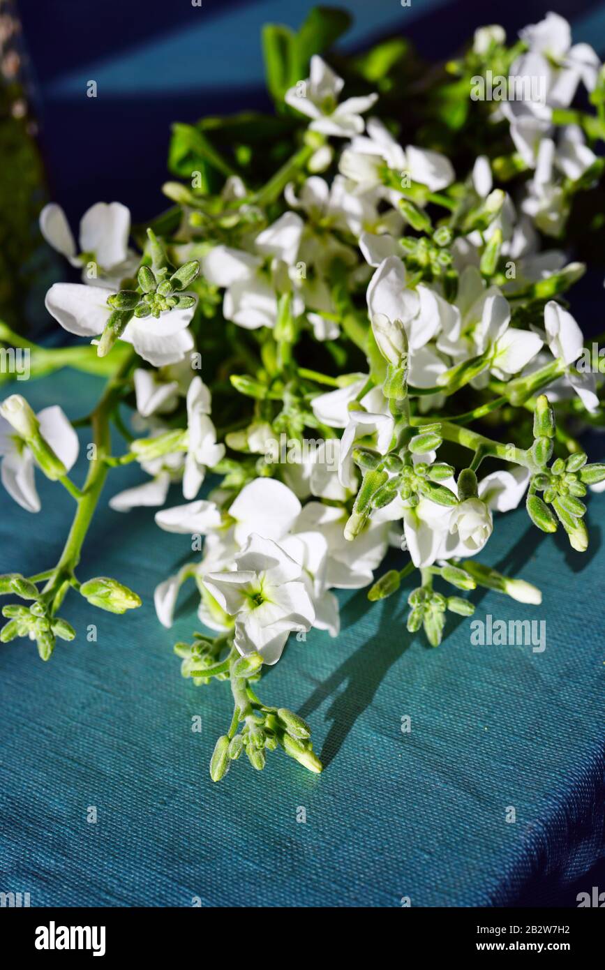 Bouquet of fragrant white stock flowers (matthiola Stock Photo - Alamy