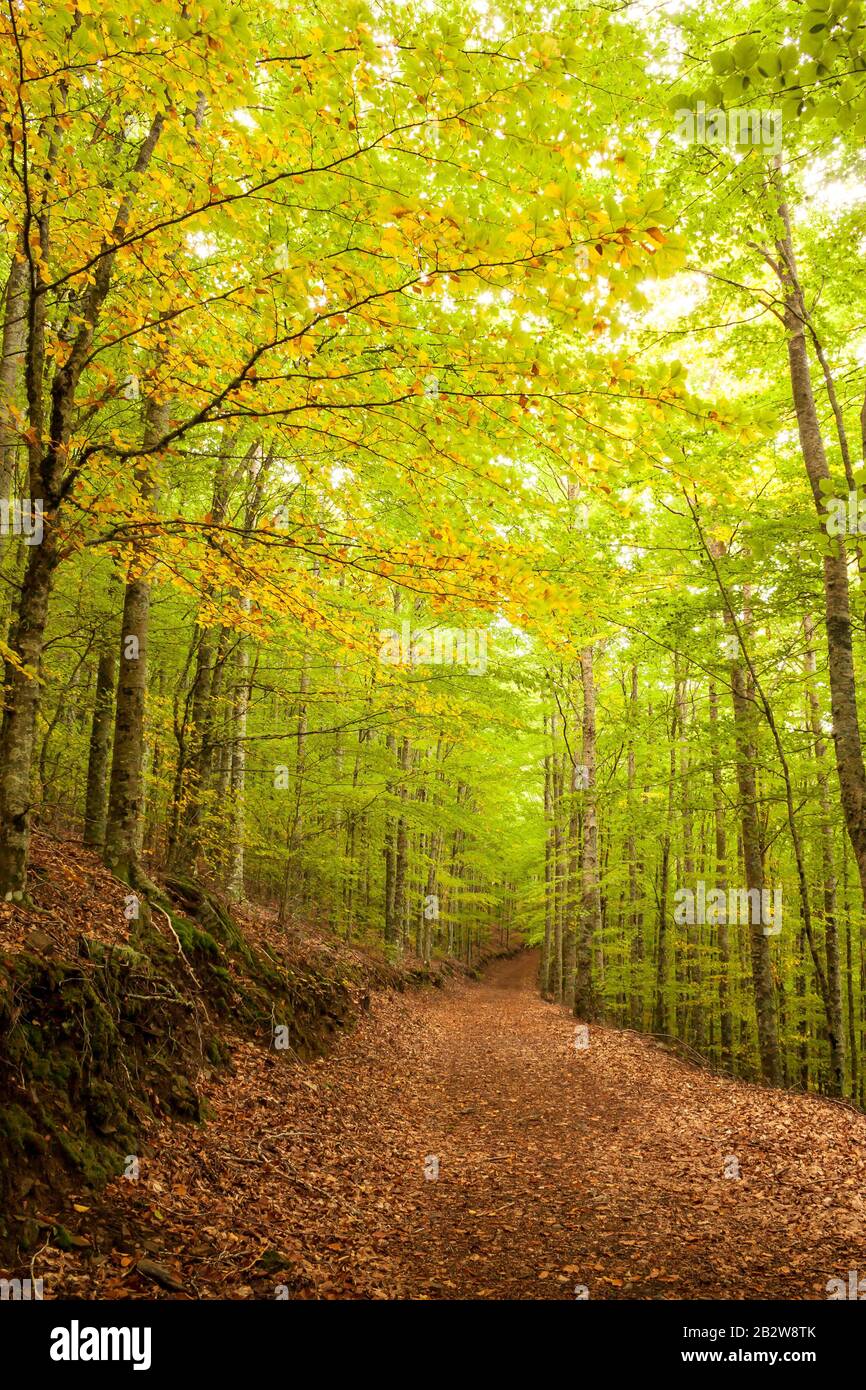 Beech trees forest of sao lourenco hi-res stock photography and images ...