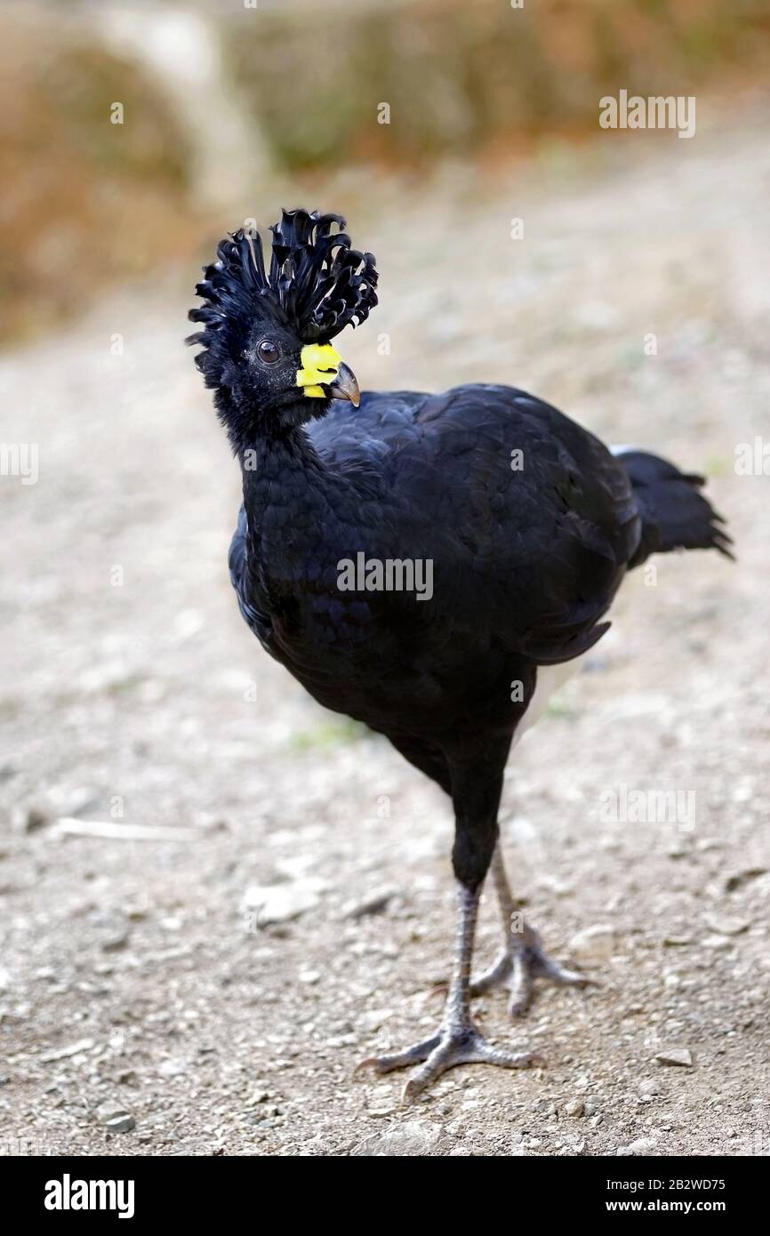 Crested curassow hi-res stock photography and images - Alamy