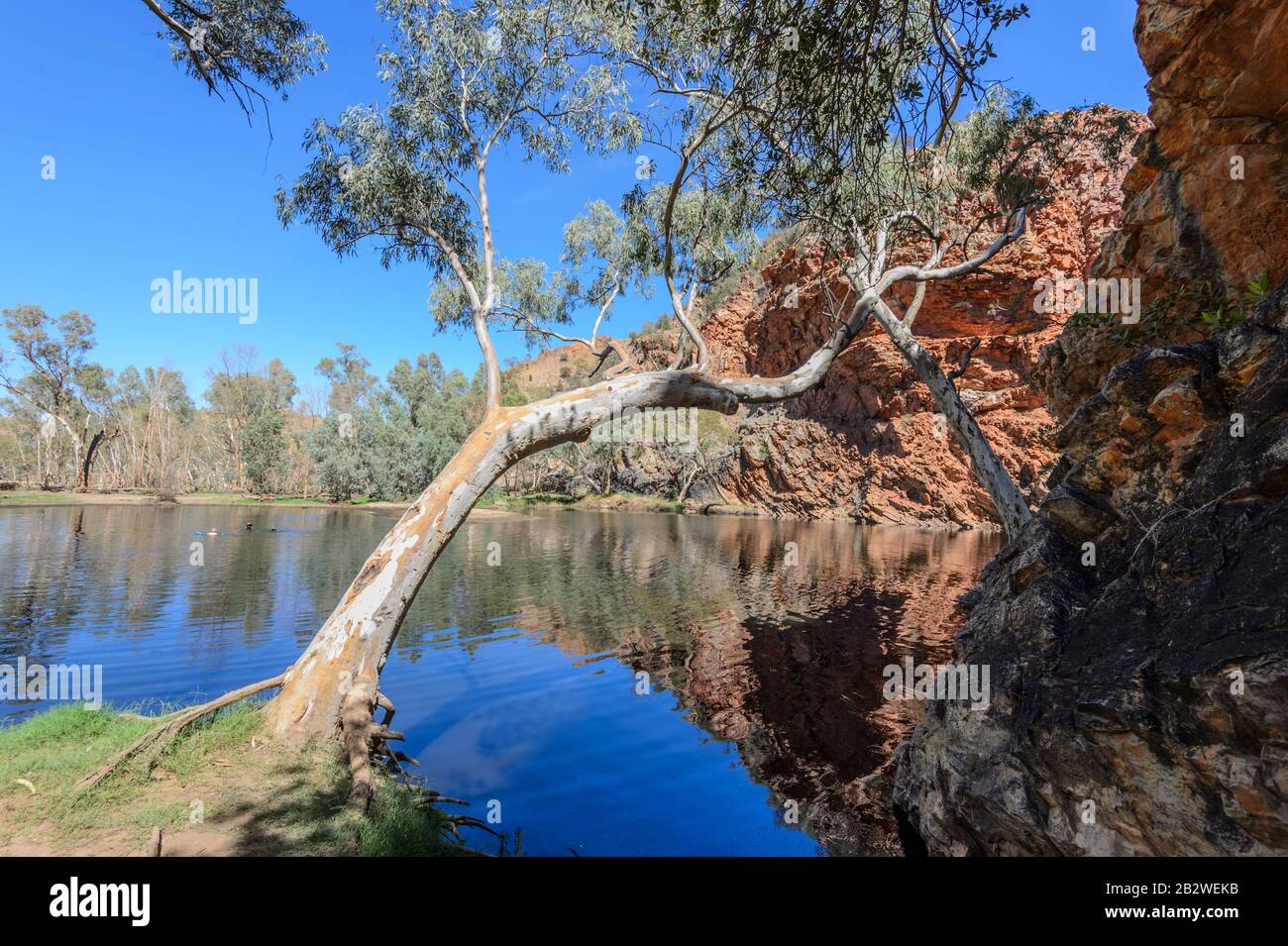 Beautiful gum tree at Ellery Creek Big Hole, a popular swimming hole ...
