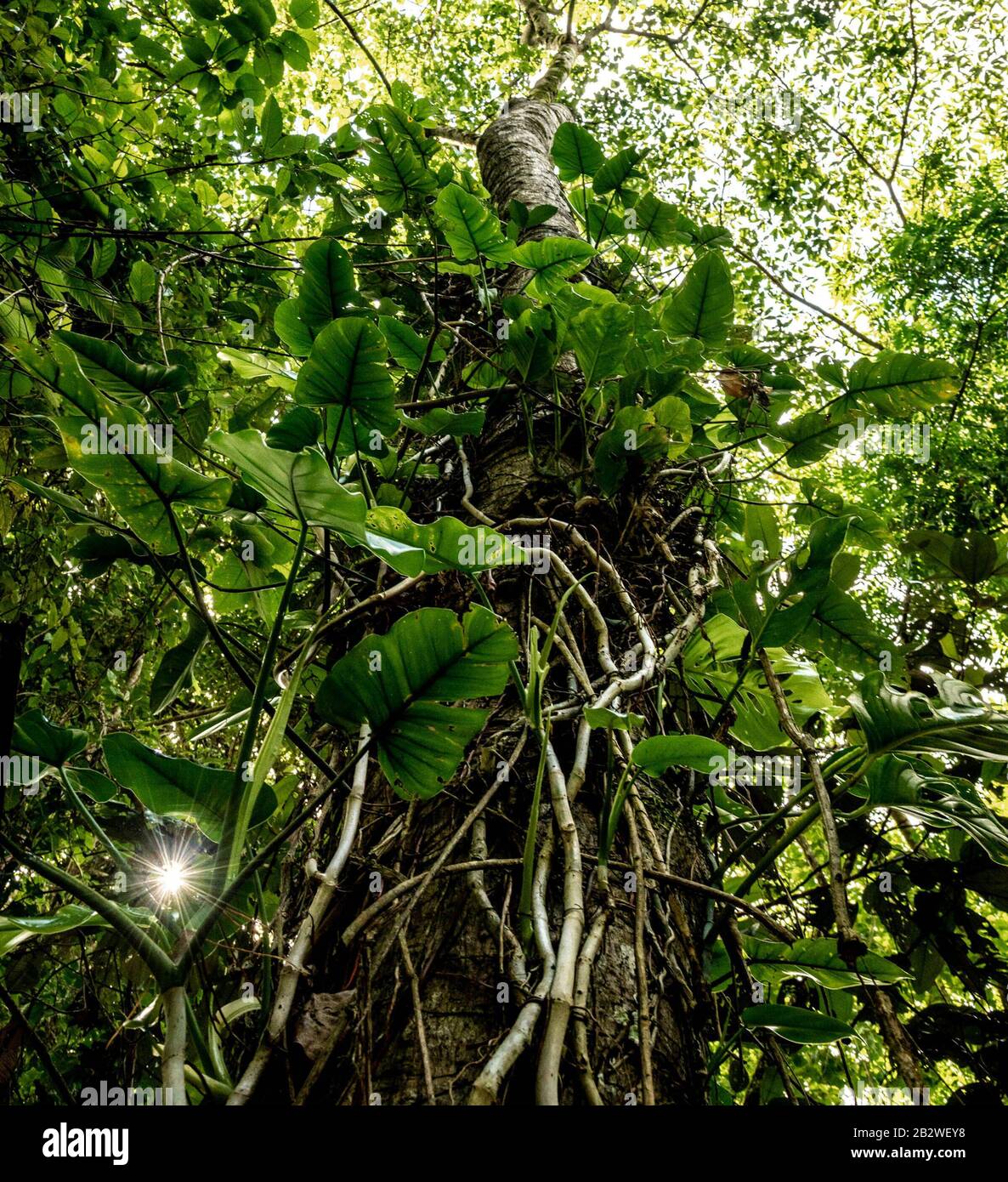 Rainforest tree. Casanare, Colombia Stock Photo - Alamy