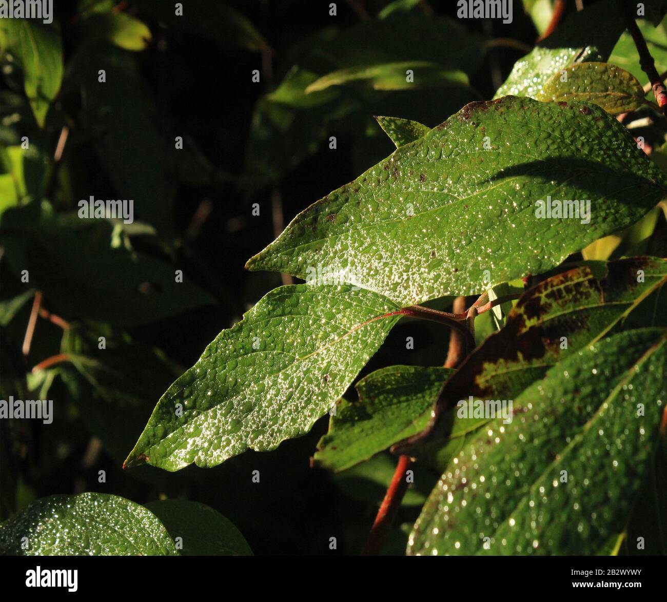 Morning dew on green leaves, photographed in a small forest outside of ...