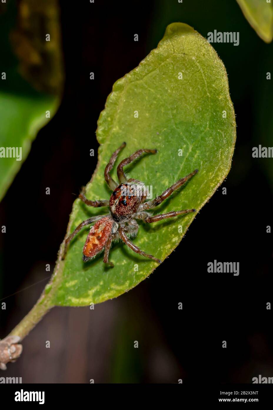 Jumping Spider on the Leaf Stock Photo - Alamy
