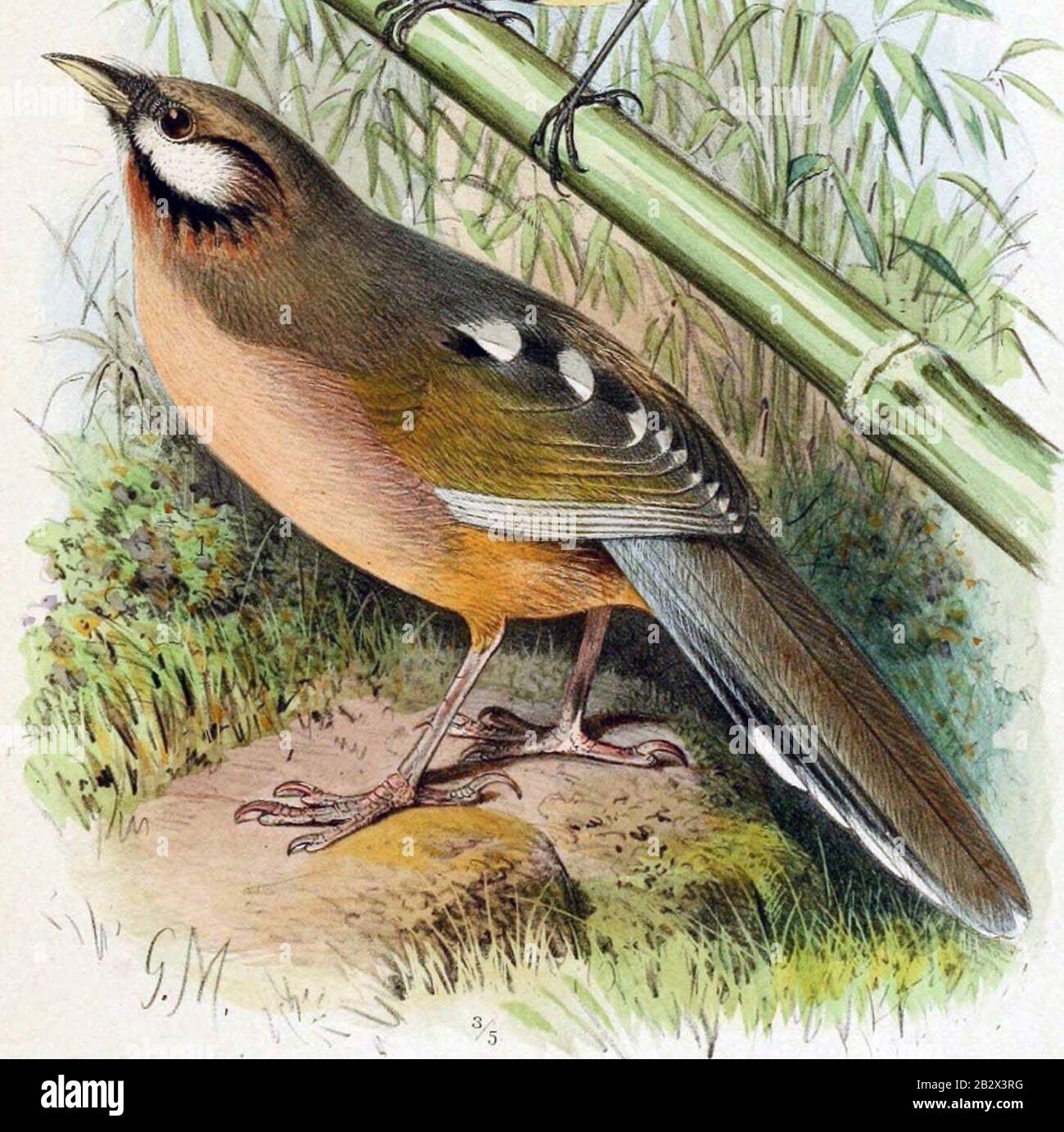 Garrulax sukatschewi 1891 Stock Photo - Alamy