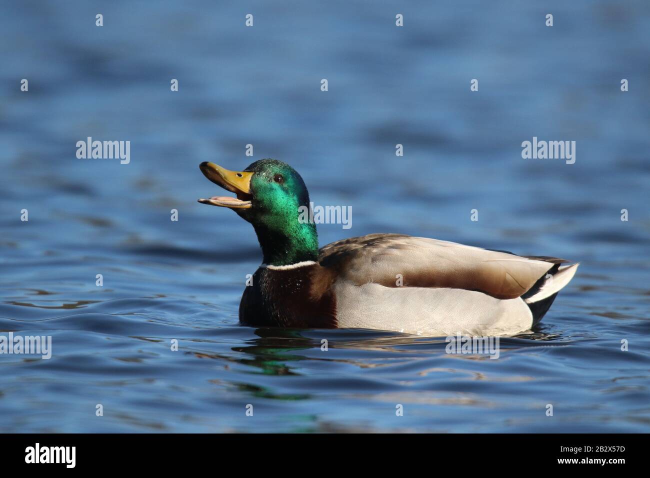 Quacking ducks hi-res stock photography and images - Alamy
