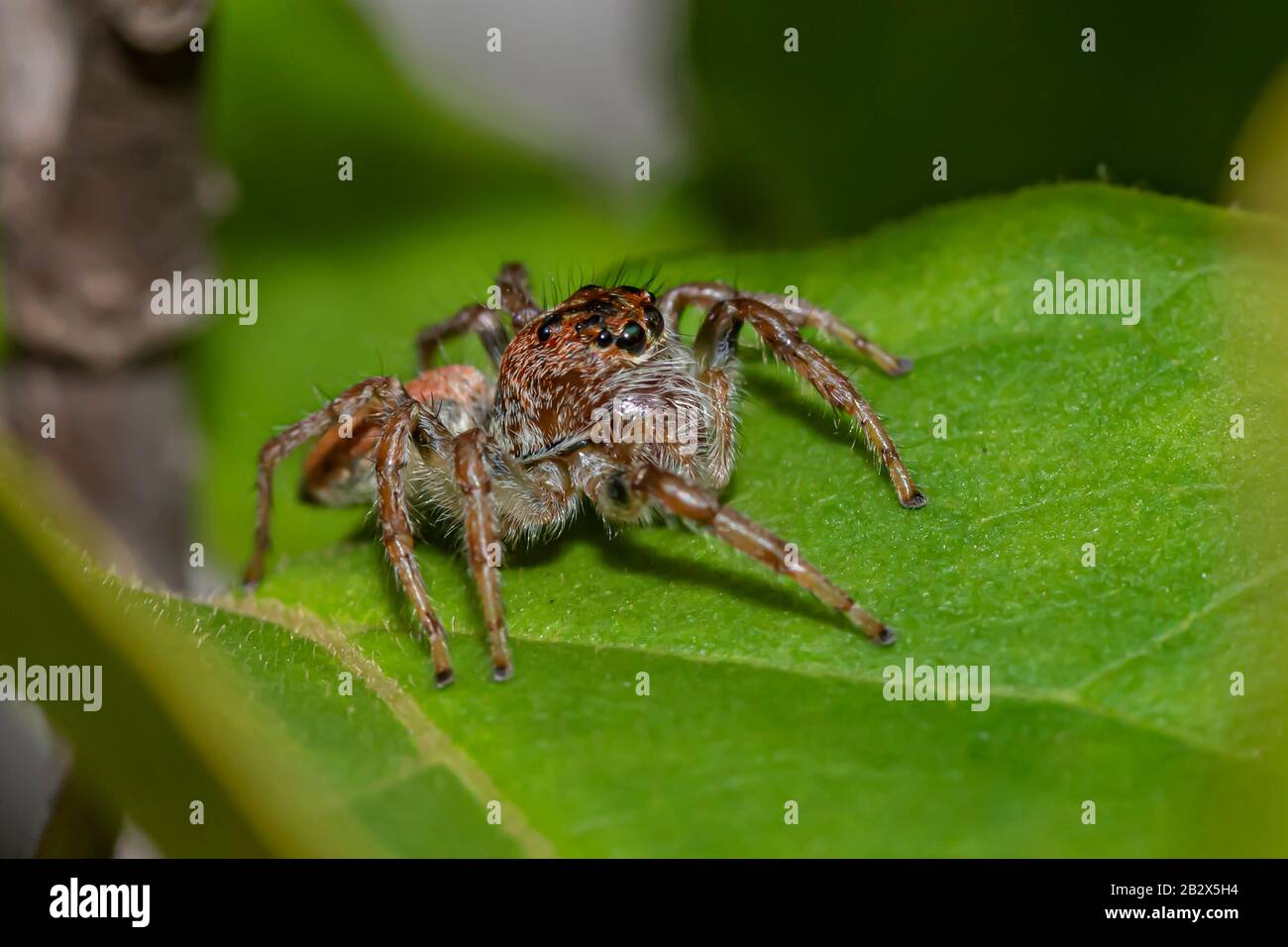 Garden spider side view hi-res stock photography and images - Alamy