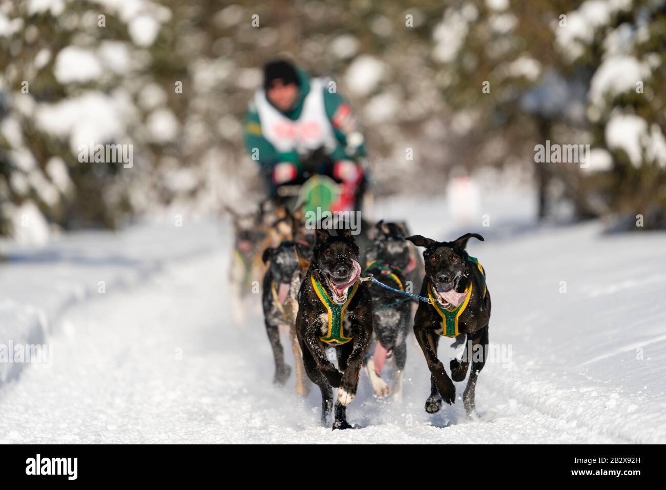 Musher Blayne Streeper competing in the Fur Rendezvous World Sled Dog ...