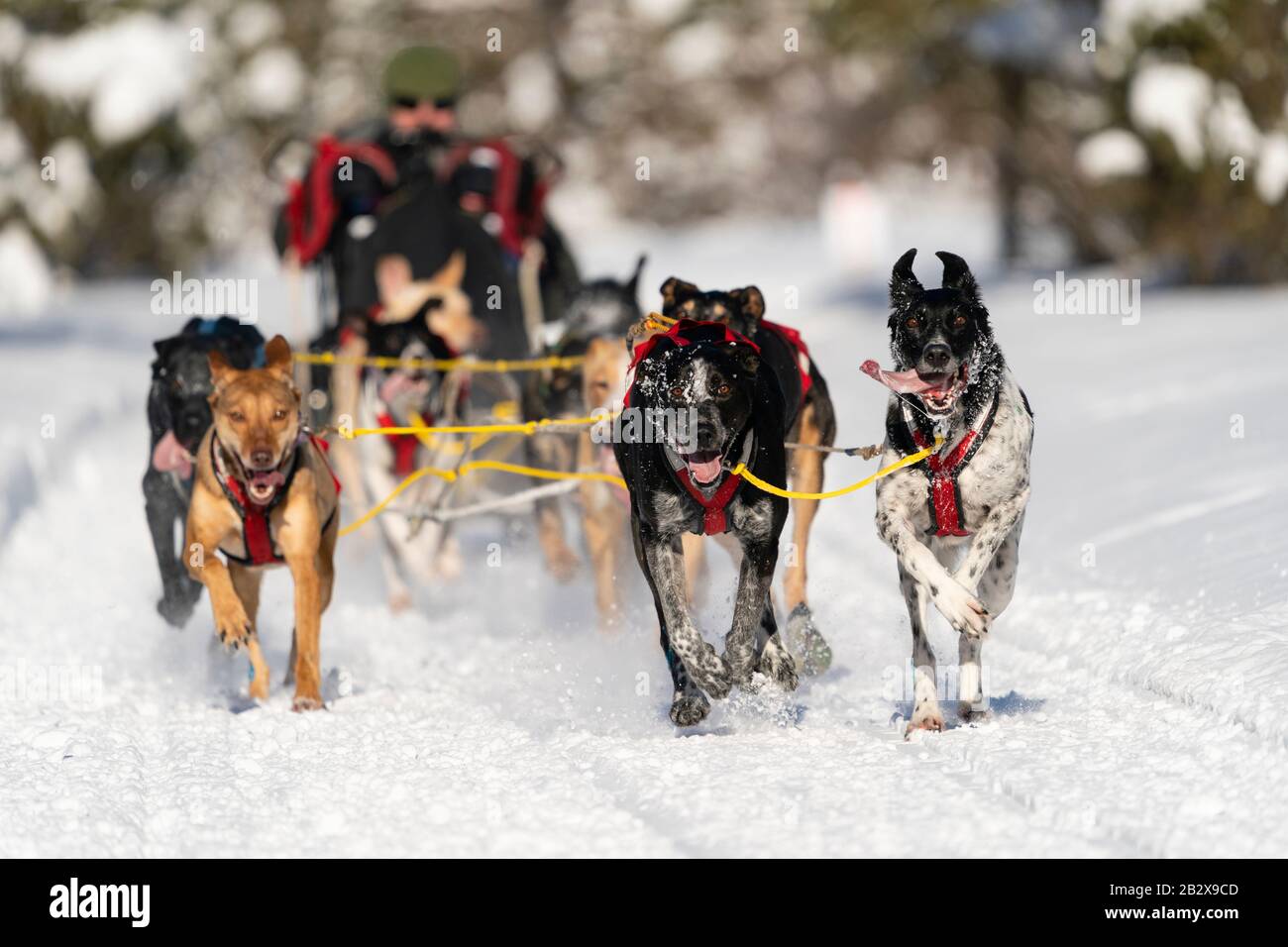 Musher Todd Whitcomb competing in the Fur Rendezvous World Sled Dog ...