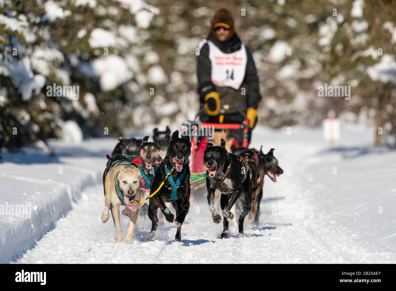Musher Lance Mackey competing in the Fur Rendezvous World Sled Dog ...