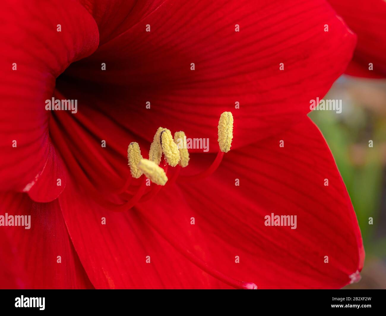 Long Yellow Anthers Hi Res Stock Photography And Images Alamy
