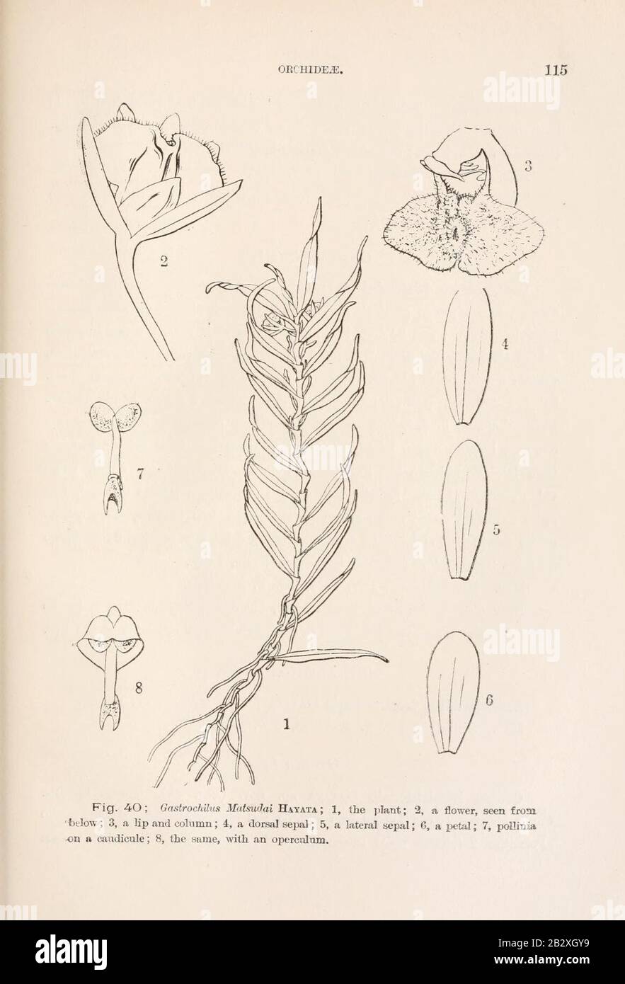 Gastrochilus matsudae drawing Stock Photo - Alamy