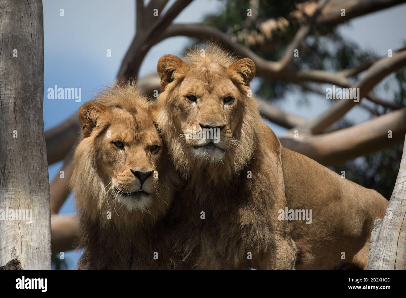 Melbourne zoo victoria australia hi-res stock photography and images ...