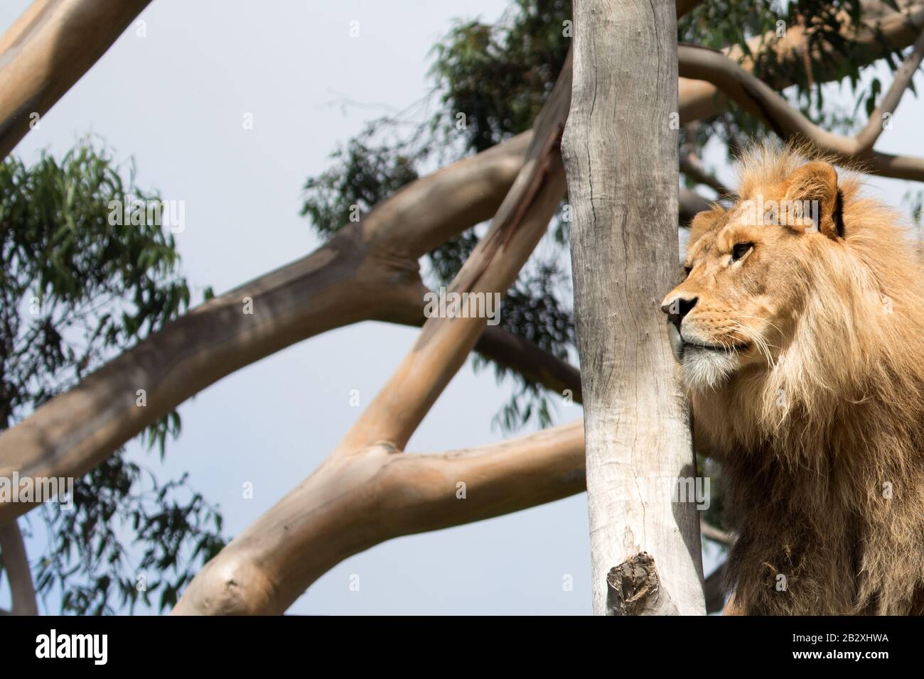 Melbourne zoo victoria australia hi-res stock photography and images ...