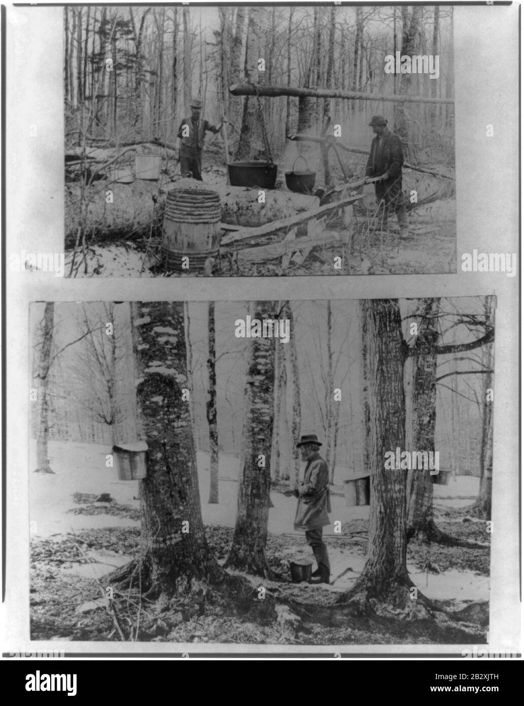 Gathering and processing maple syrup, ca. 1900 Stock Photo - Alamy