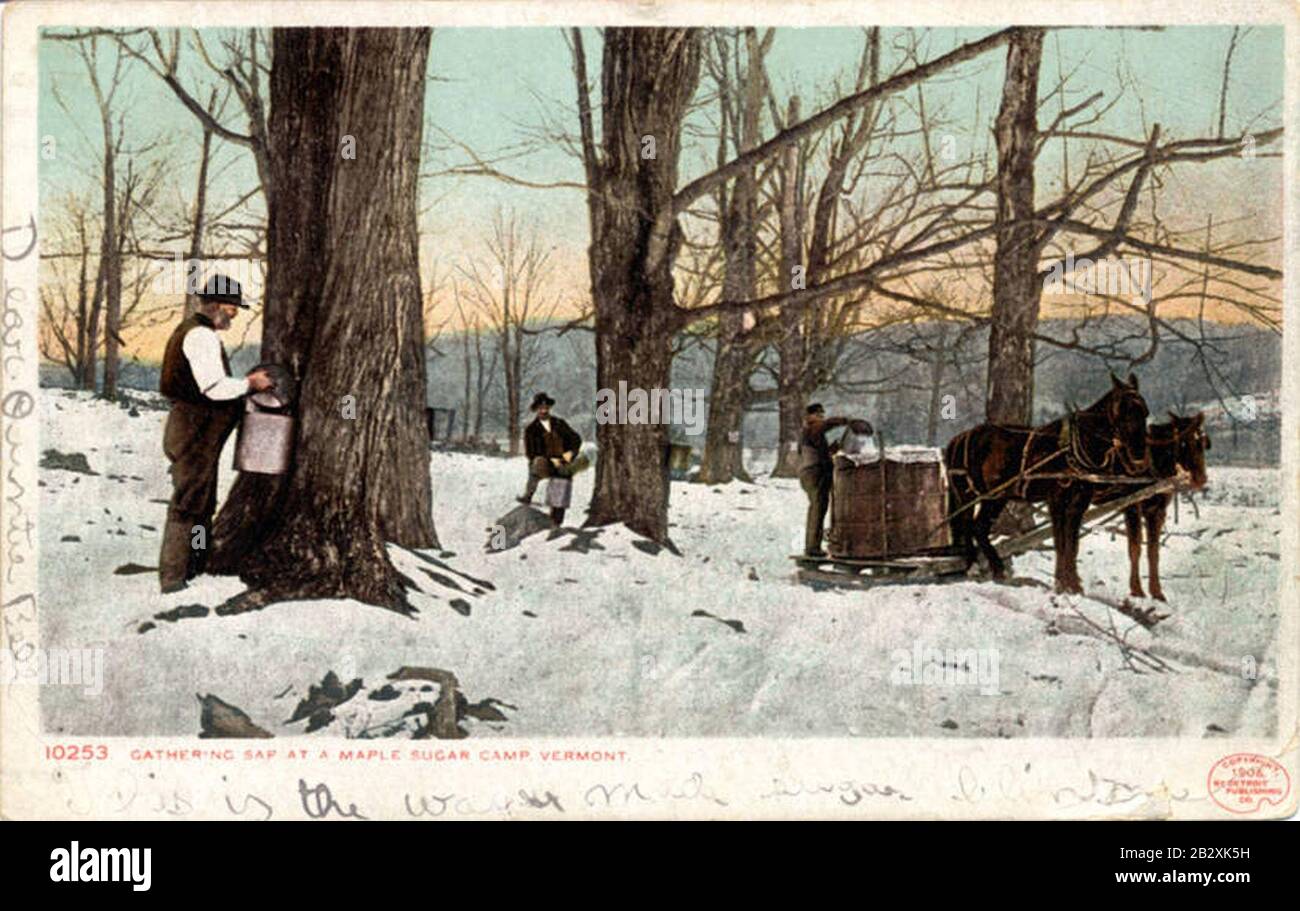 Gathering Sap at a Maple Sugar Camp Stock Photo - Alamy