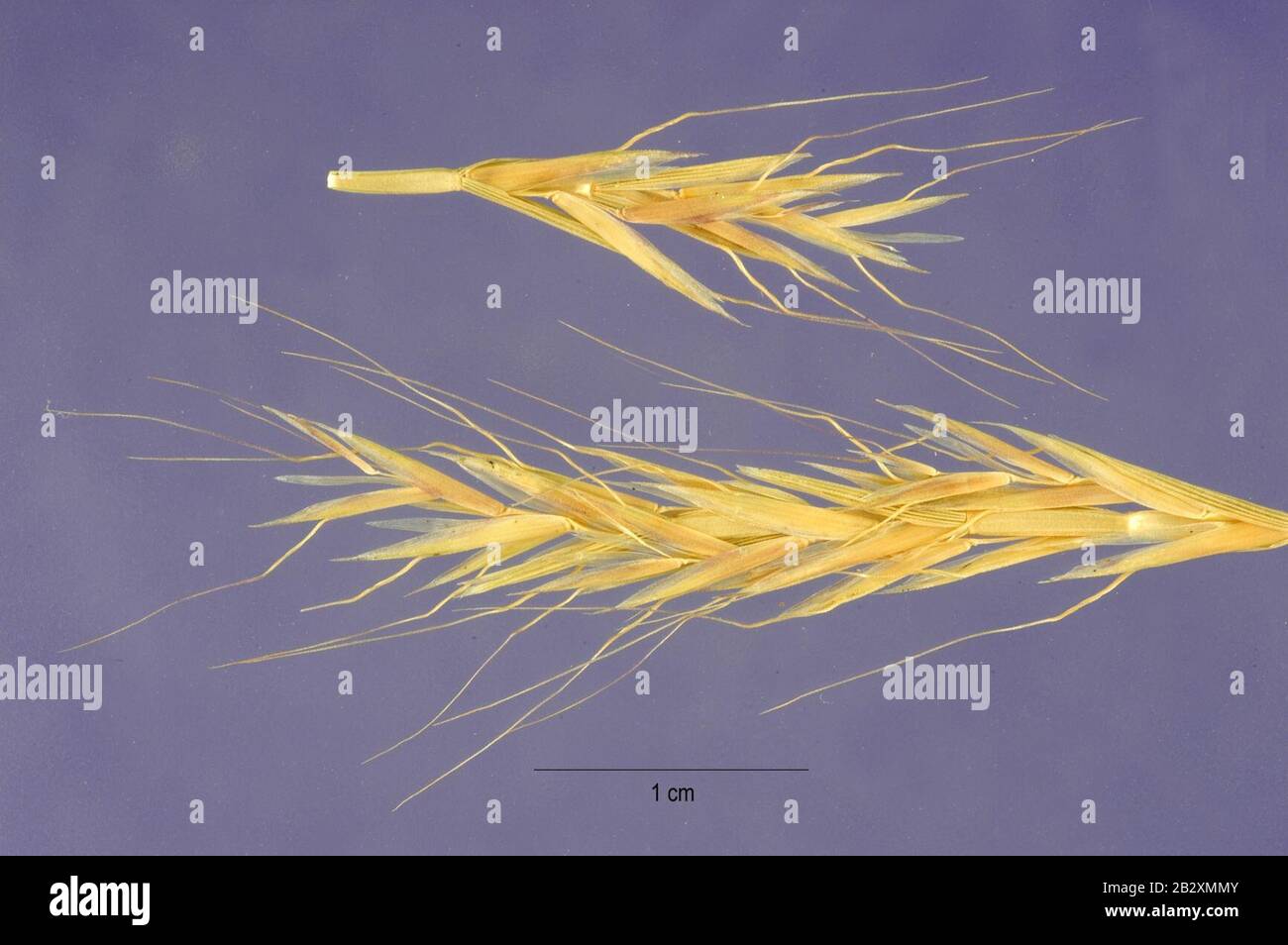 Gaudinia fragilis hi-res stock photography and images - Alamy