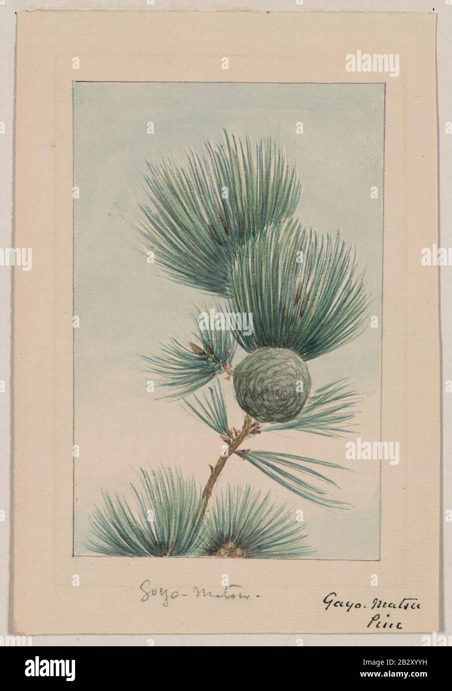 Matsu pine hi-res stock photography and images - Alamy