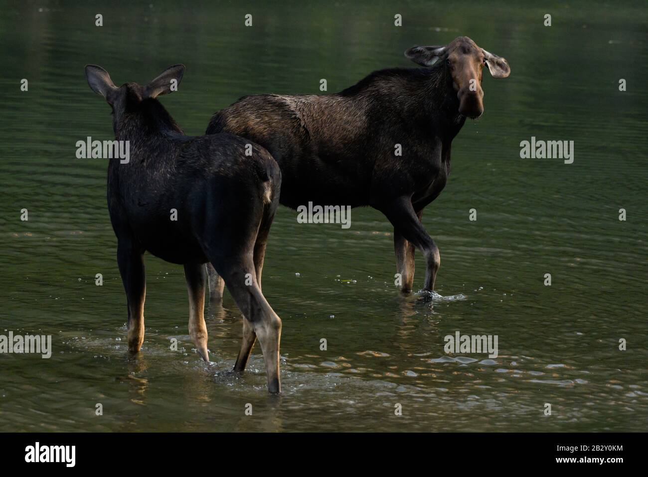 Two Female Moose Interact in Shallow Water of mountain lake Stock Photo ...