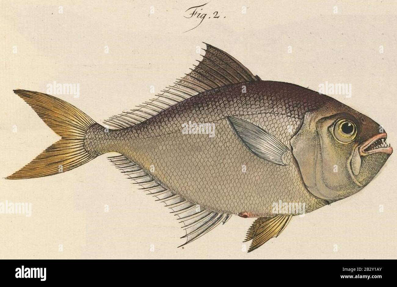 'gazza' hi-res stock photography and images - Alamy