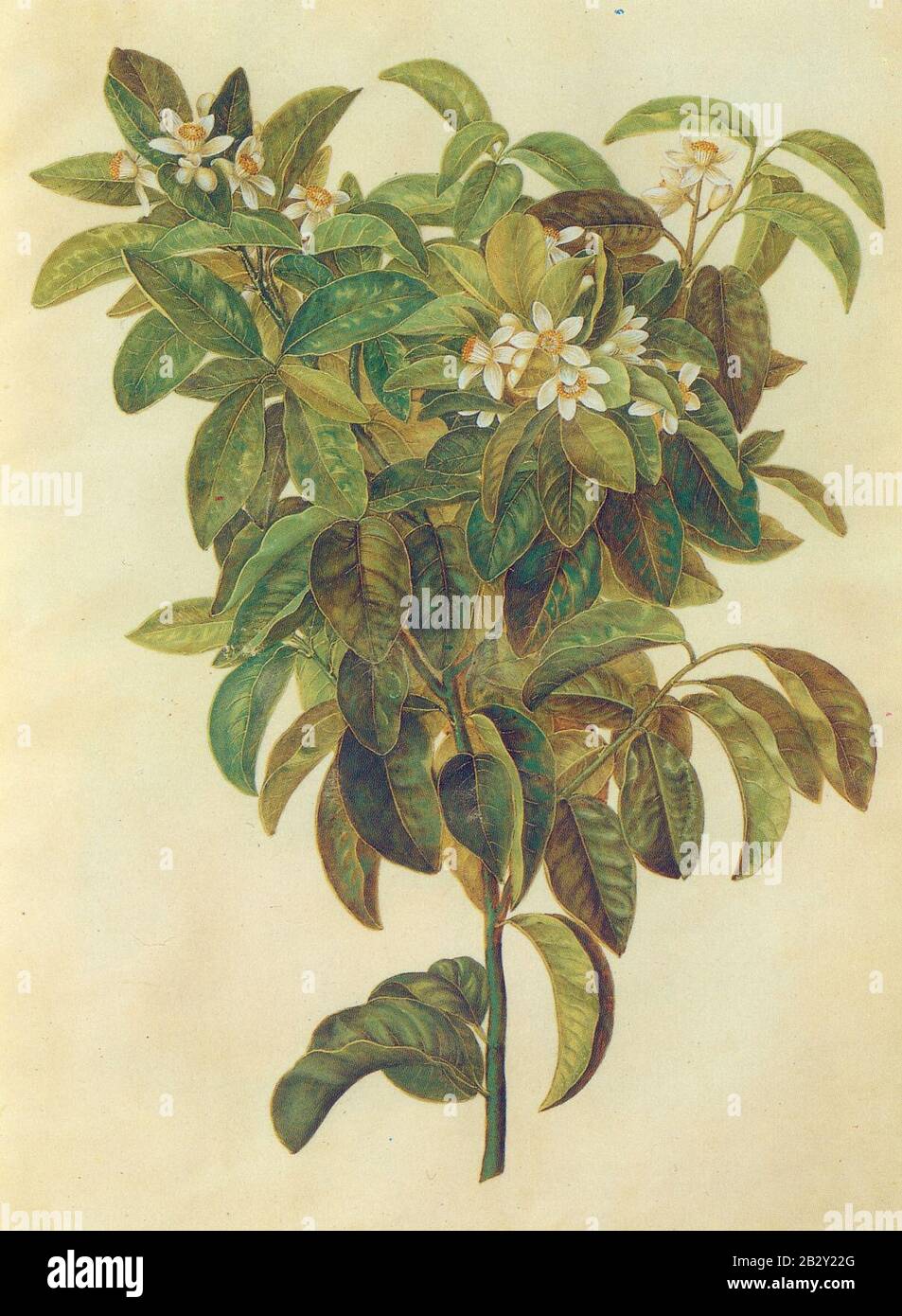 Limonum hi-res stock photography and images - Alamy