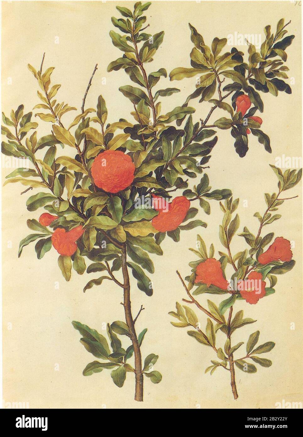 Punica history hi-res stock photography and images - Alamy