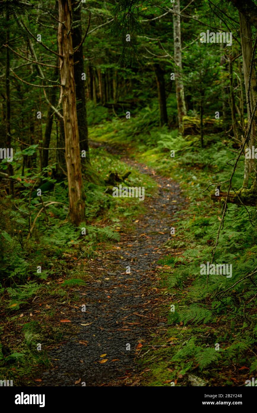 Wet Trail Cuts Through Forest in Smoky Mountains Stock Photo - Alamy