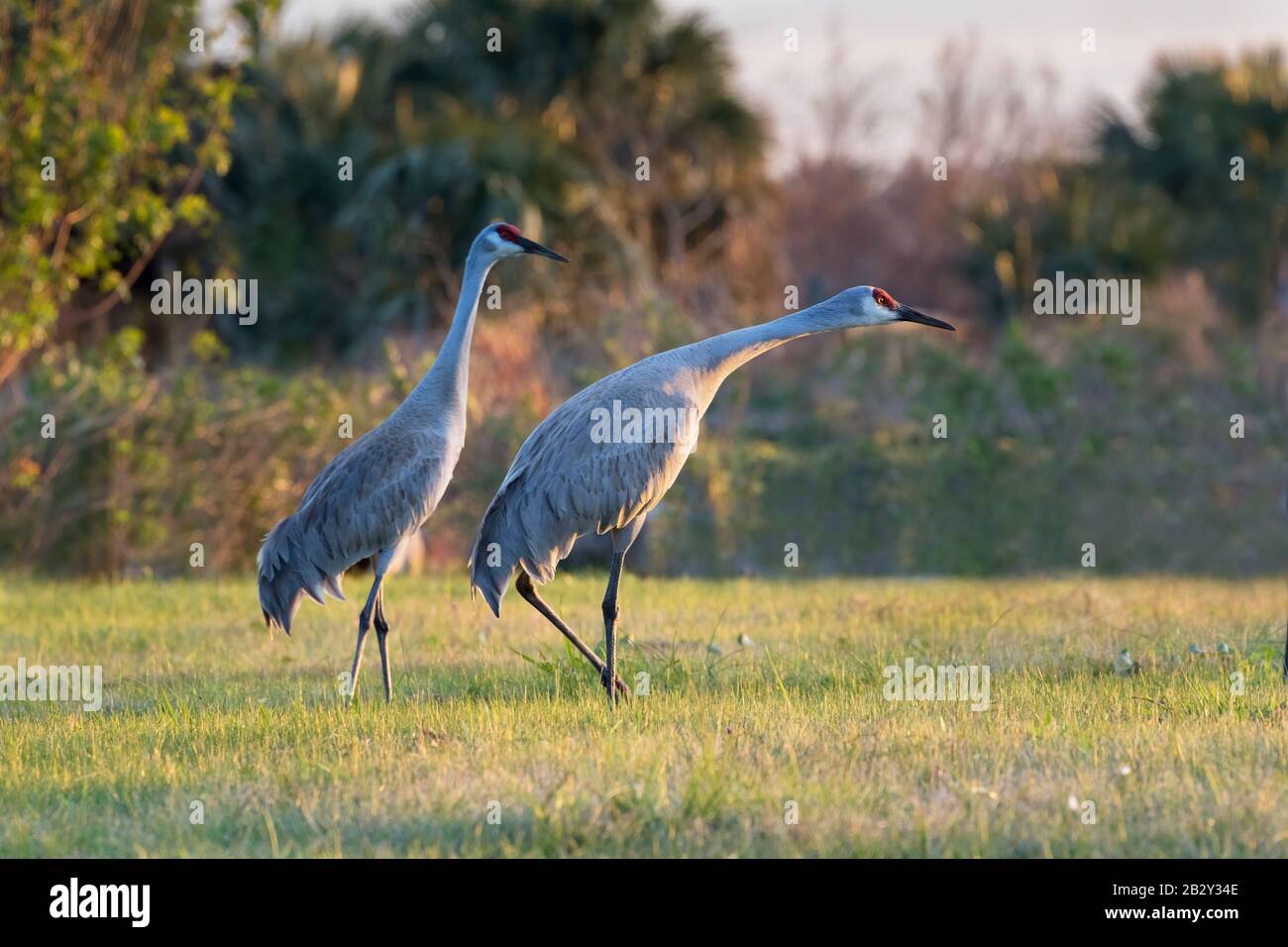 The crane, craning its neck, Galveston, Texas, USA Stock Photo - Alamy