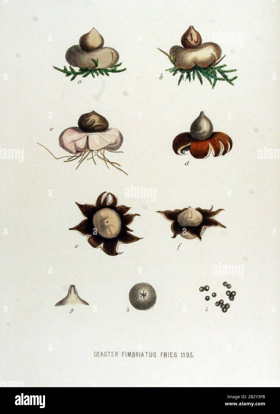 Geaster fimbriatus — Flora Batava — Volume v15 Stock Photo - Alamy