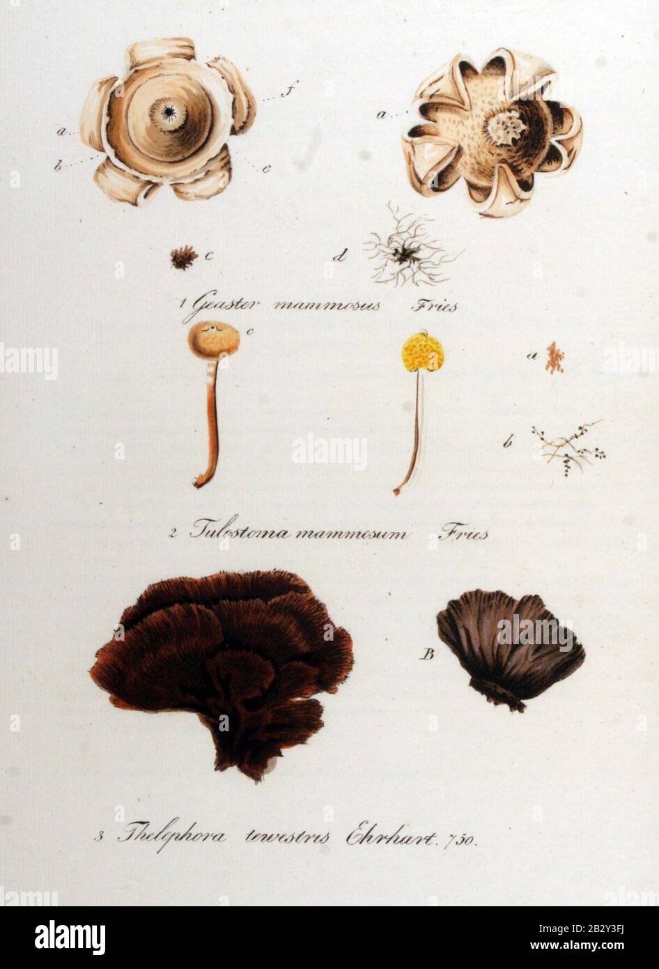 Geaster mammosus — Flora Batava — Volume v10 Stock Photo - Alamy