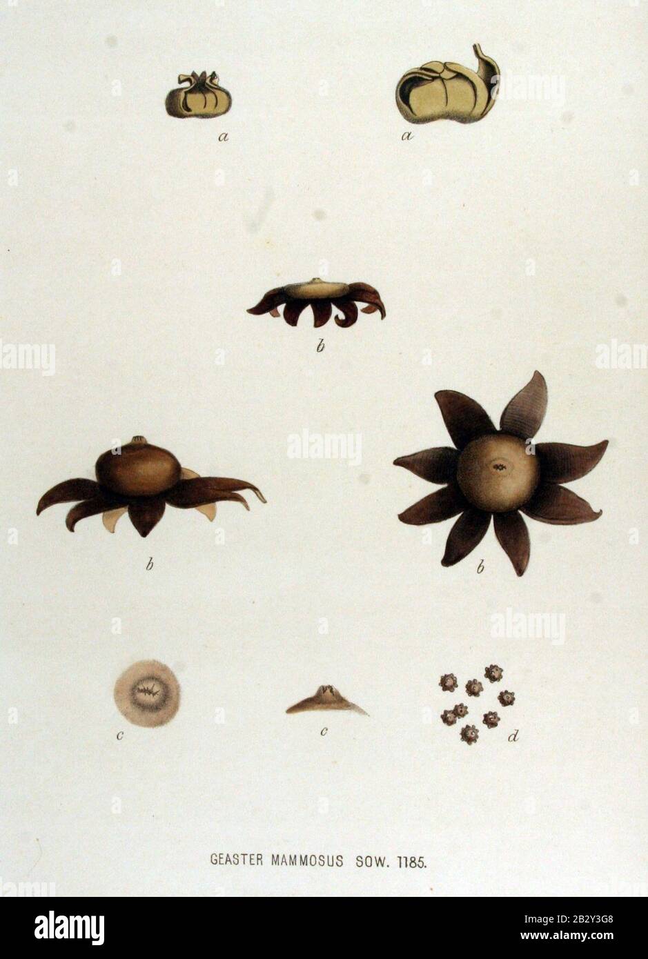 Geaster mammosus — Flora Batava — Volume v15 Stock Photo - Alamy