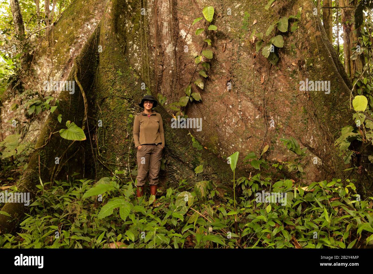 Biologist Standing Next To A Kapok Tree Ceiba Pentandra In Ecuadorian ...