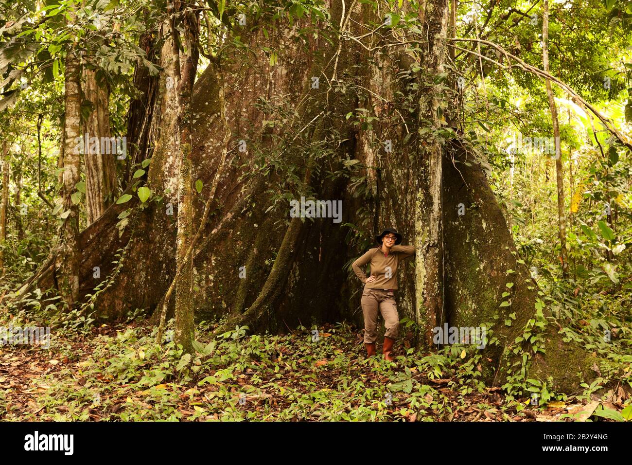 Biologist Standing Next To A Kapok Tree Ceiba Pentandra In Ecuadorian ...
