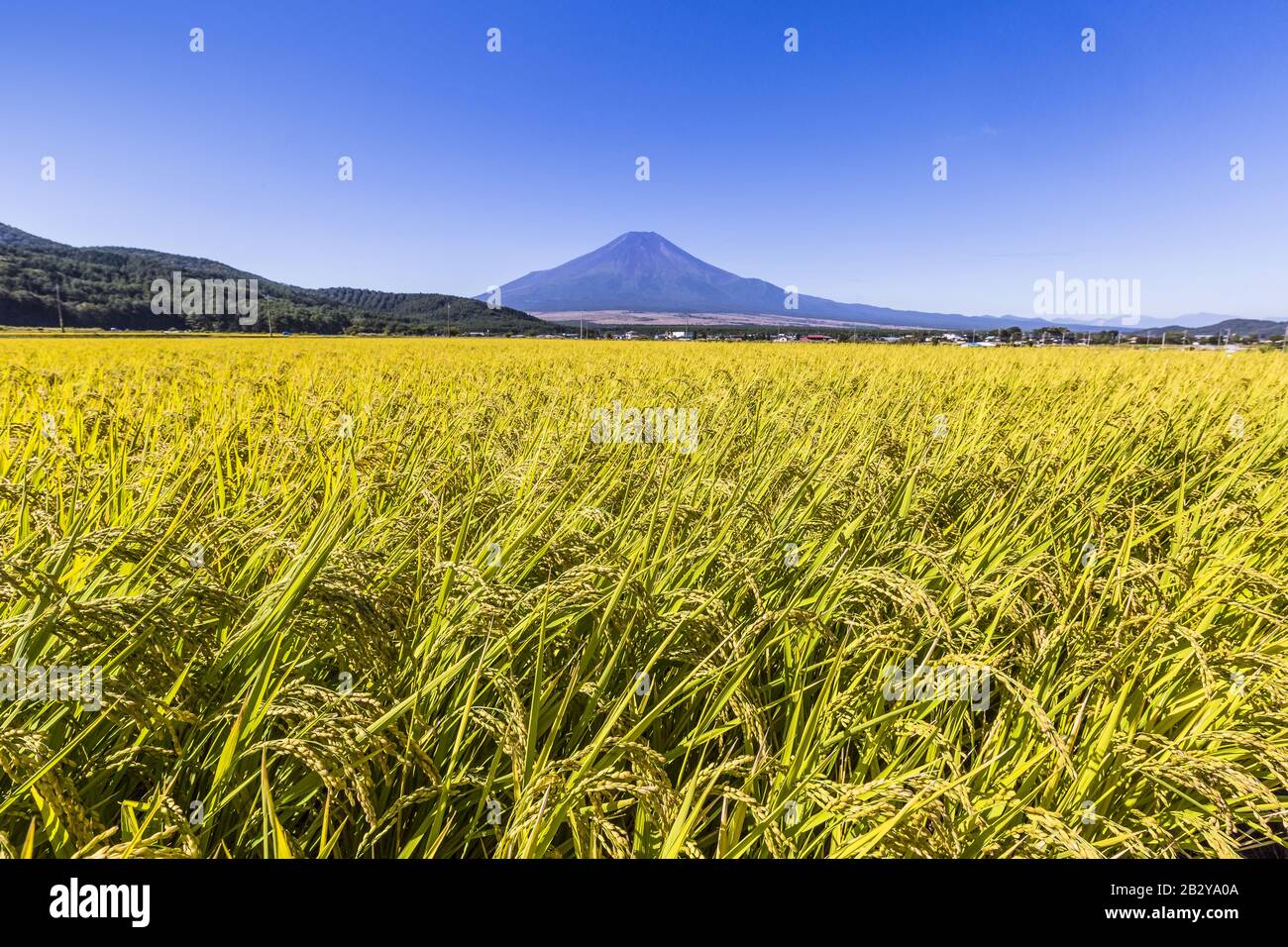 Rice Field and Mt. Fuji in Japan Stock Photo - Alamy