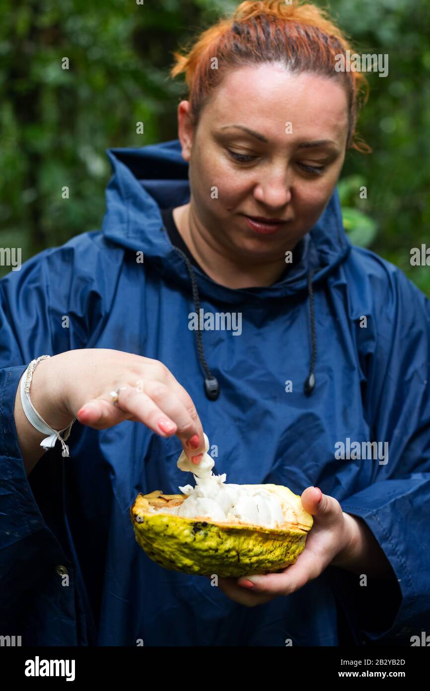 Tourist Woman In Amazonian Jungle Tastes Wild Cocoa Fruit Stock Photo ...