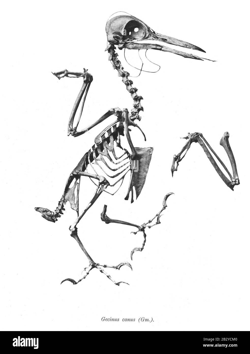 Gecinus canus hi-res stock photography and images - Alamy