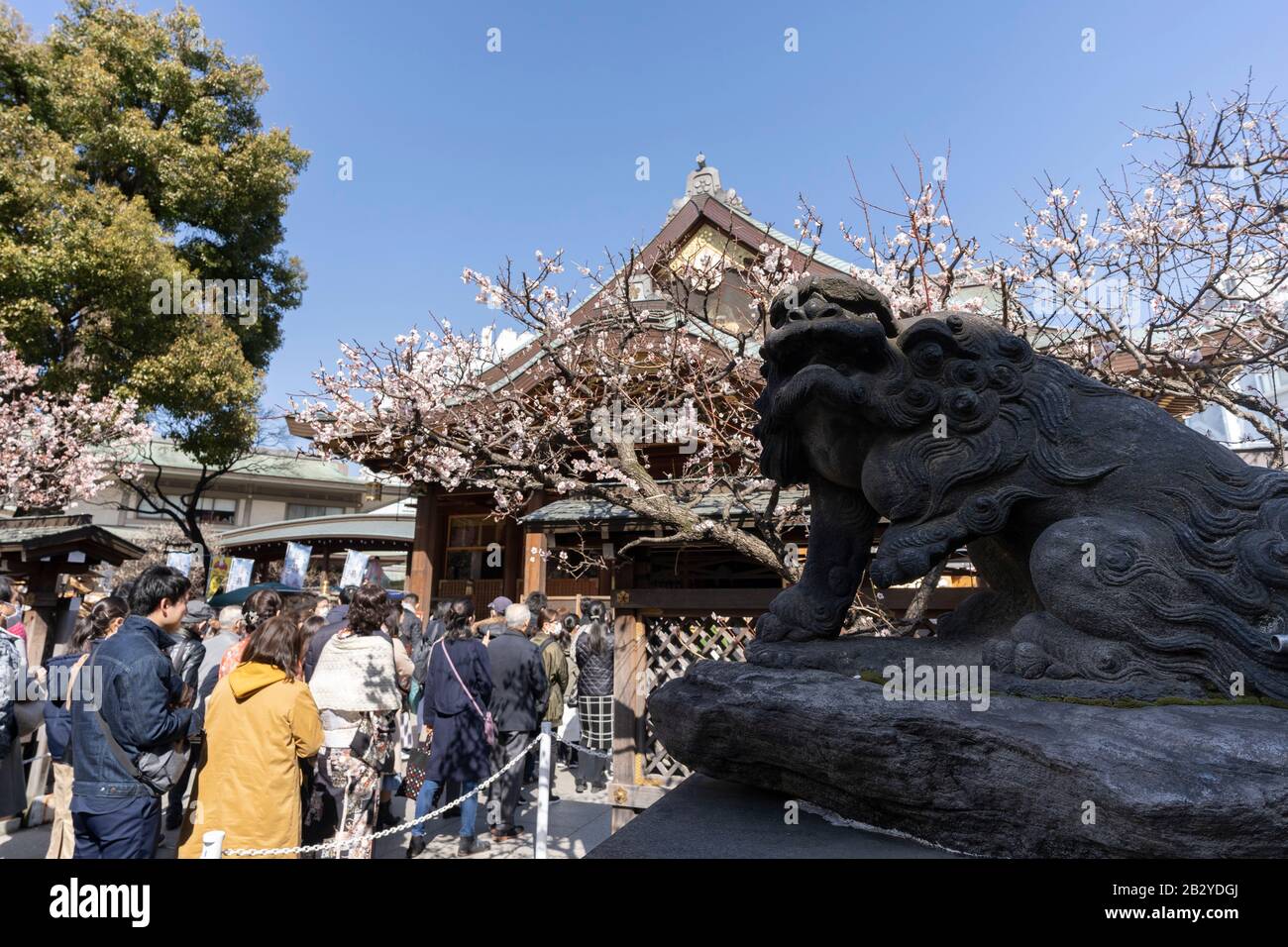 Ume Festival Yushima Tenjin Bunkyo Ku Tokyo Japan Stock Photo Alamy