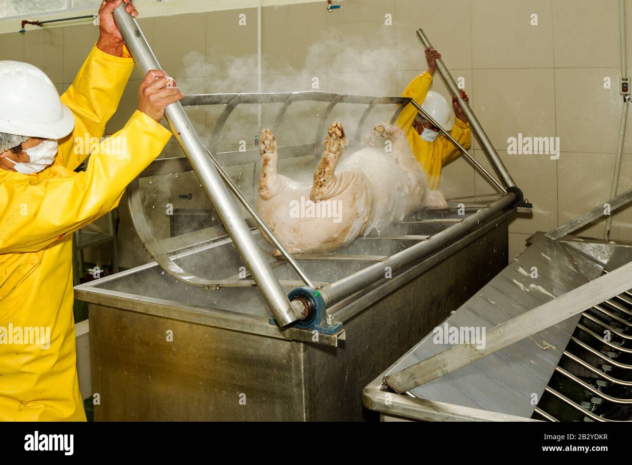 Human carcass hi-res stock photography and images - Alamy