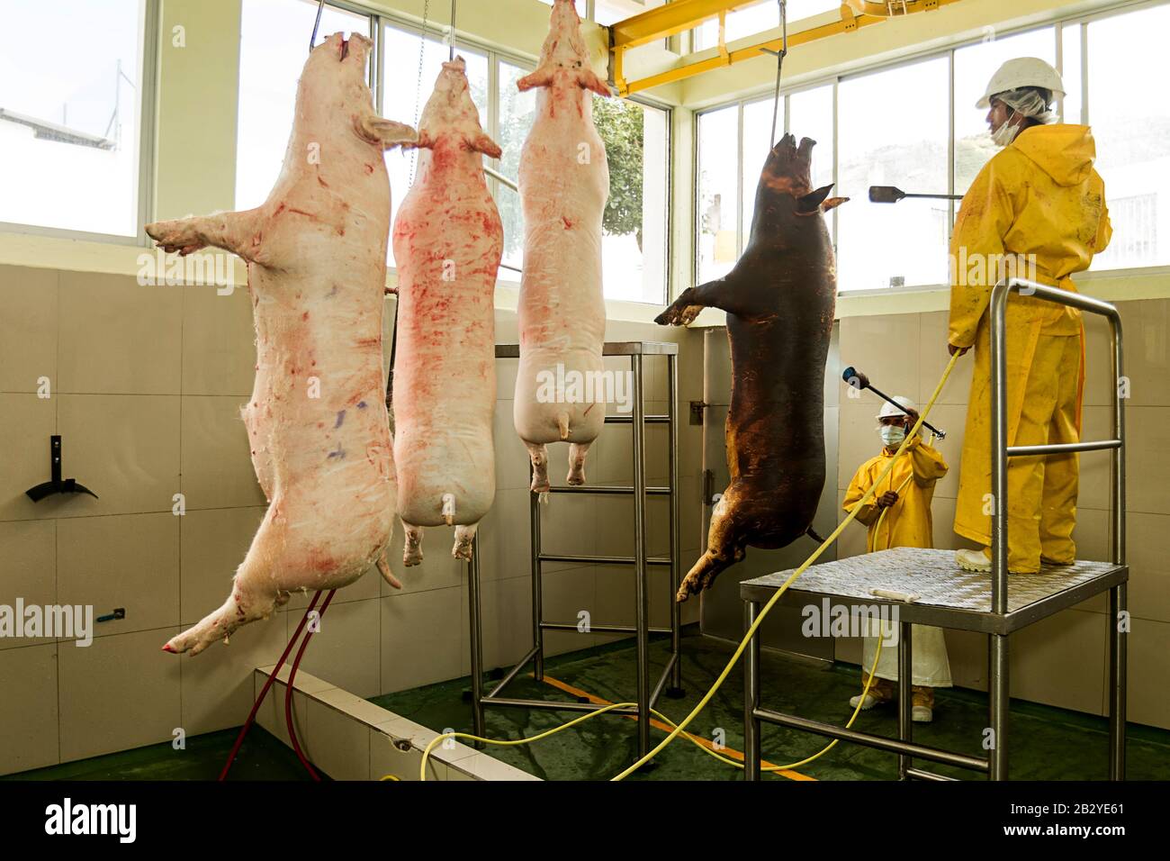 Abattoir workers hi-res stock photography and images - Alamy