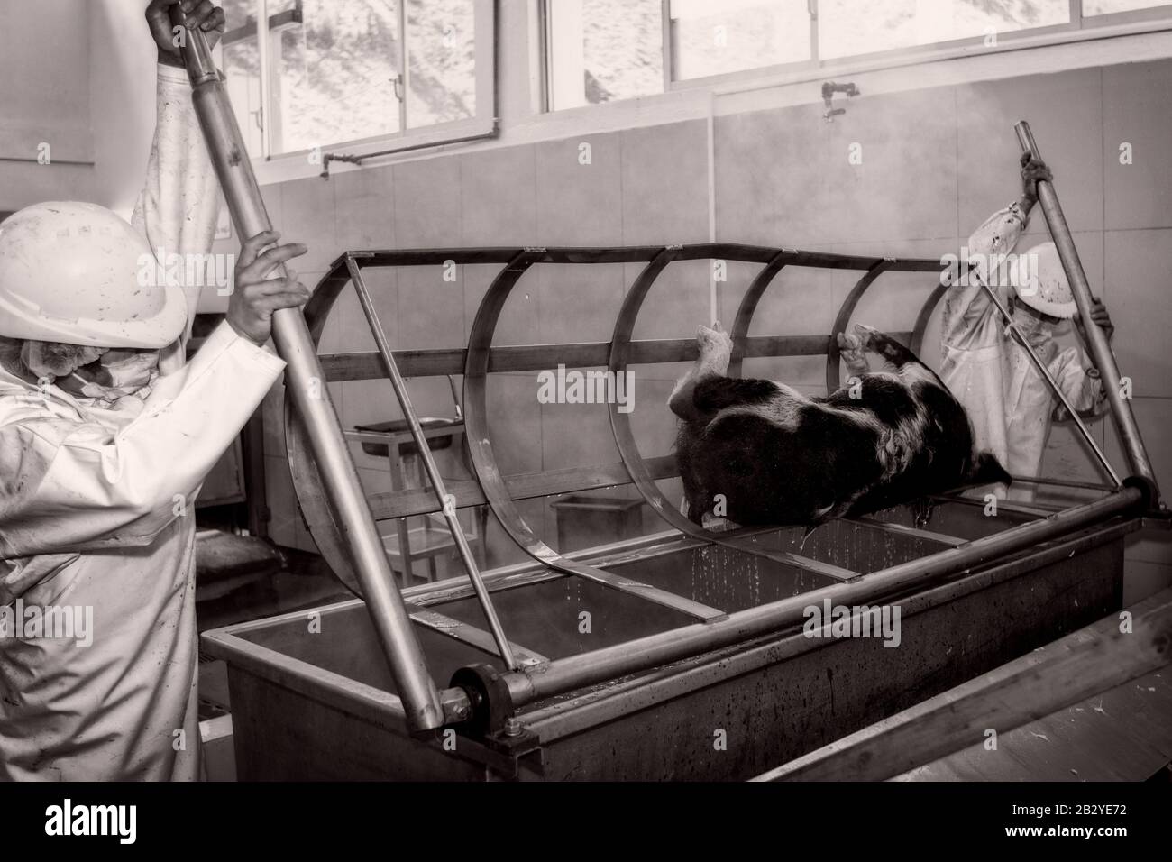 Human carcass hi-res stock photography and images - Alamy