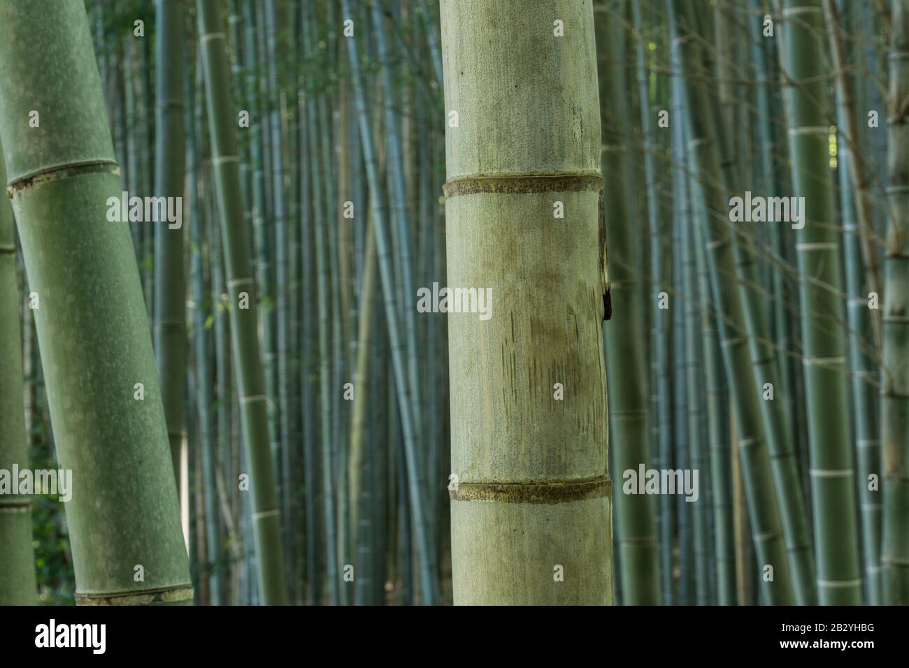 Thick bamboo hi-res stock photography and images - Alamy