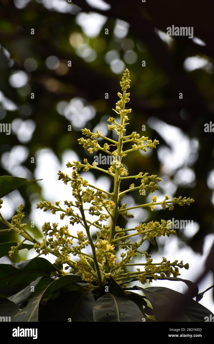 Flowers and buds of Mangifera indica, commonly known as mango with ...