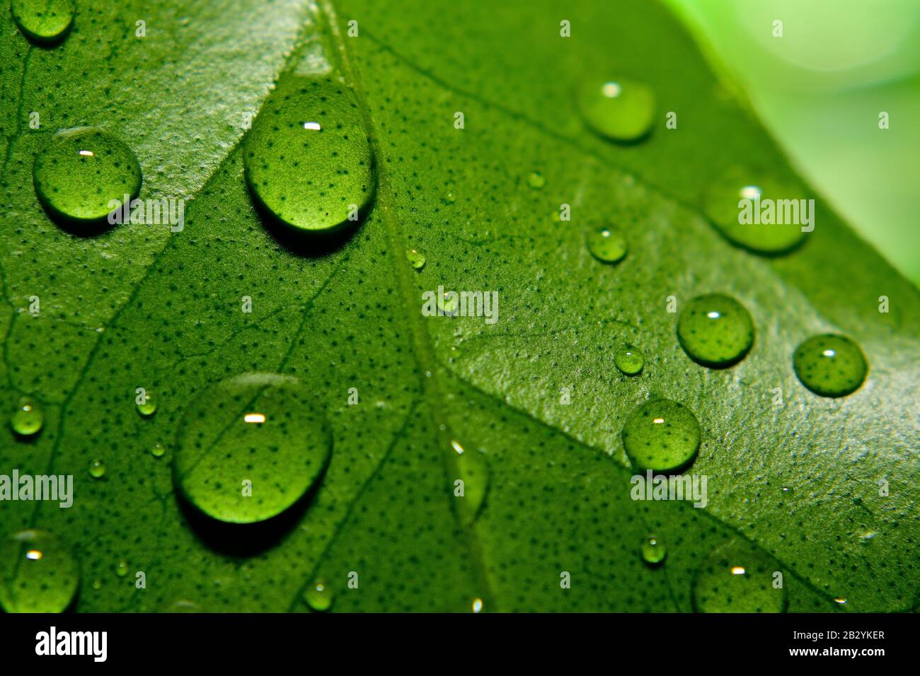 Rain drop on leaf hi-res stock photography and images - Alamy