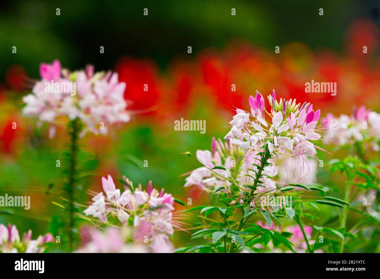 Pink spiny spiderflower, Cleome spinosa Stock Photo - Alamy