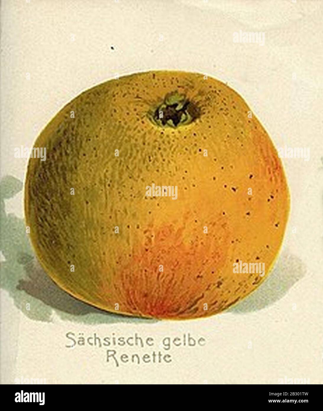 Renette hi-res stock photography and images - Alamy