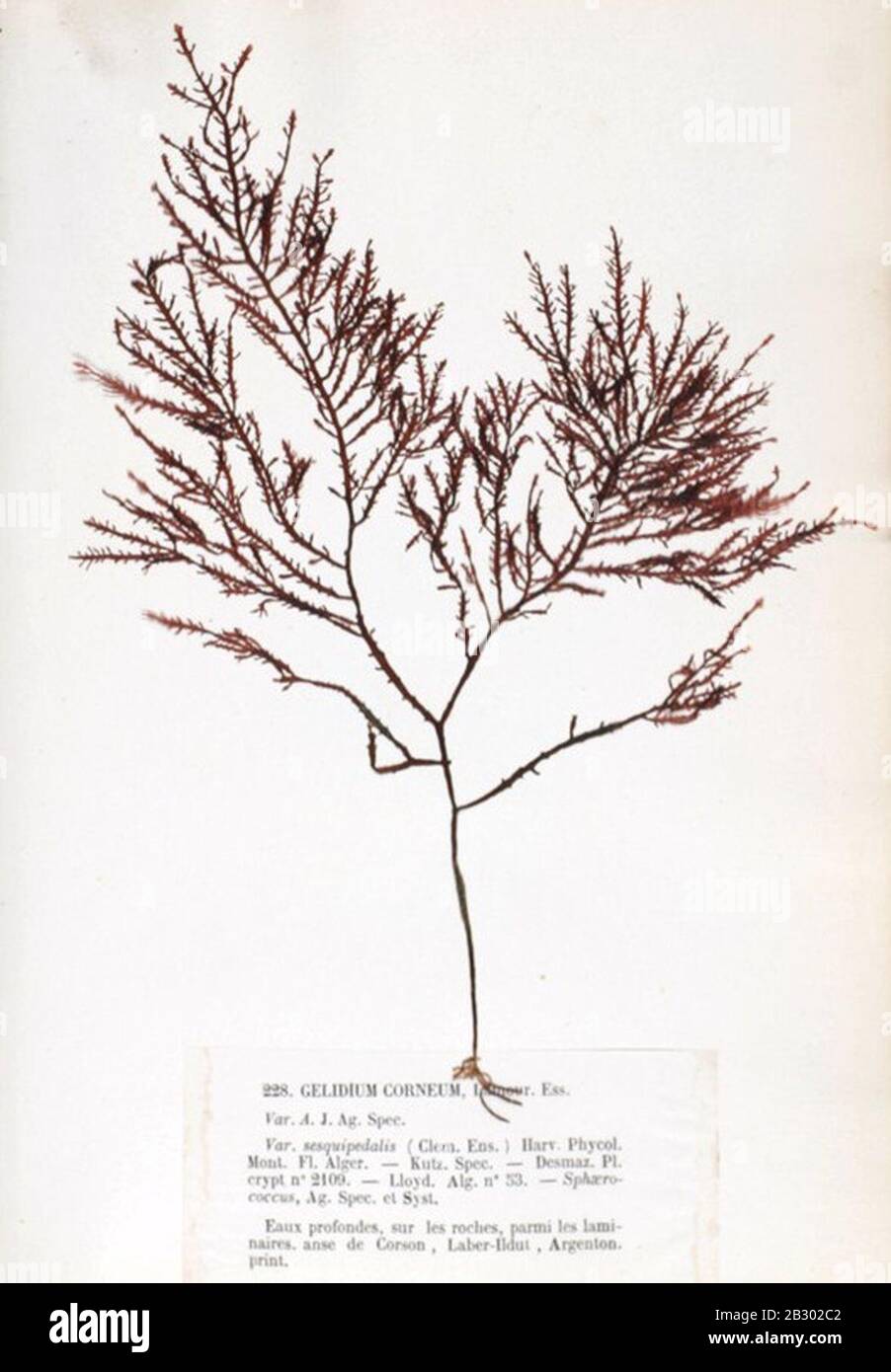 Gelidium hi-res stock photography and images - Alamy