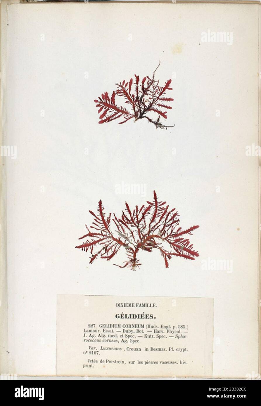 Corneum High Resolution Stock Photography and Images - Alamy