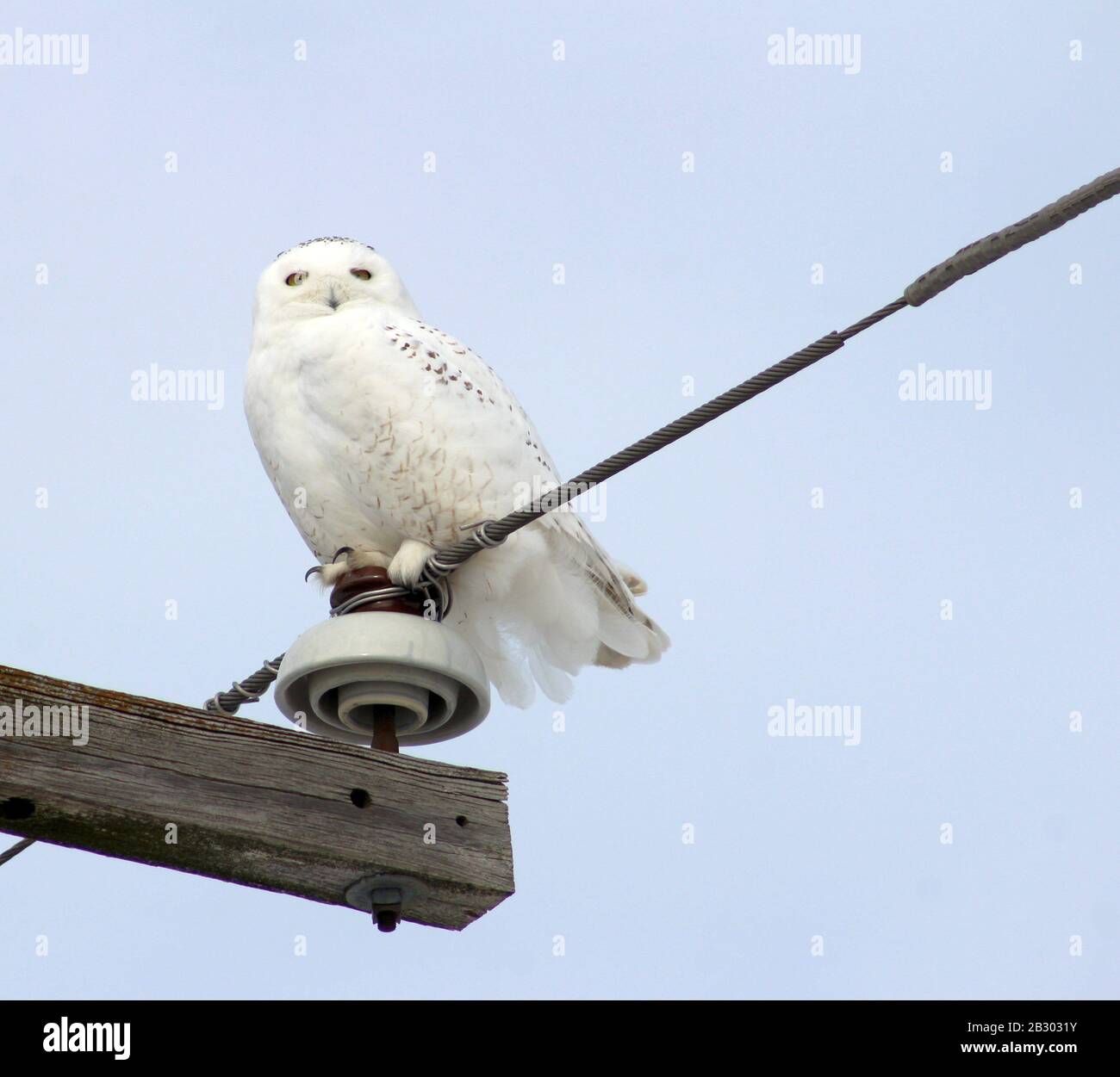 A Snowy Owl Perches Atop A Telephone Pole Stock Photo - Alamy