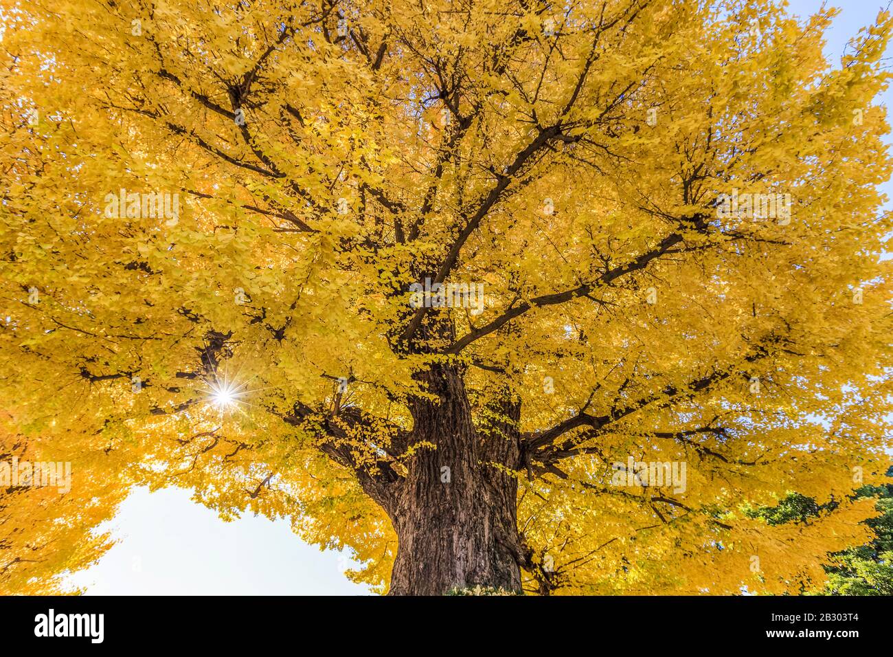 Gingko tree at Kitanomaru Park in Tokyo Japan Stock Photo - Alamy