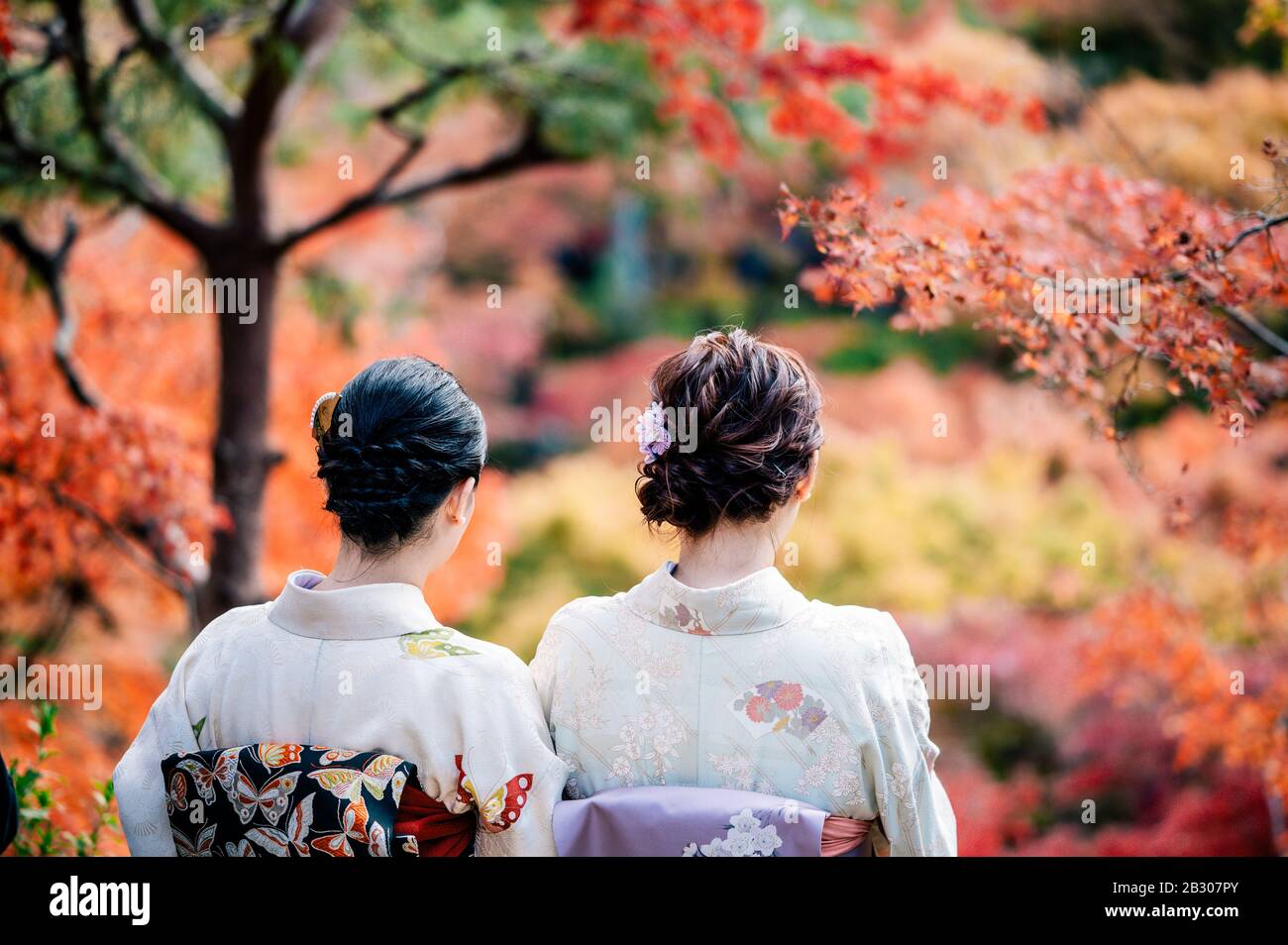 Young women wearing traditional Japanese Kimono with colorful maple ...
