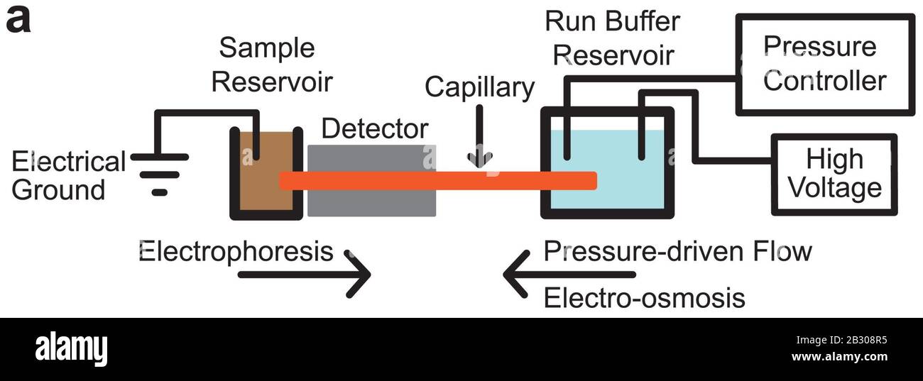 Lab history Cut Out Stock Images & Pictures - Alamy